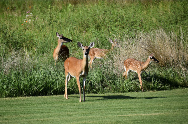 Home-2024 – The Hope Valley Junior Invitational